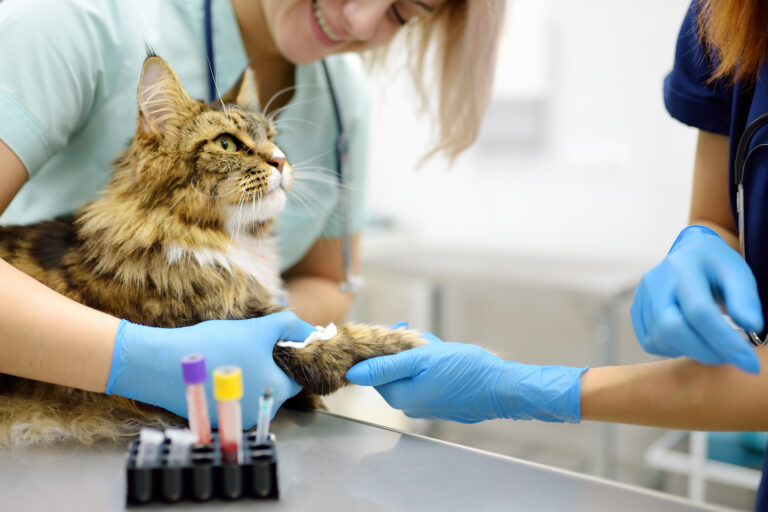 Addressing concerns in the veterinary sector – Competition and Markets ...